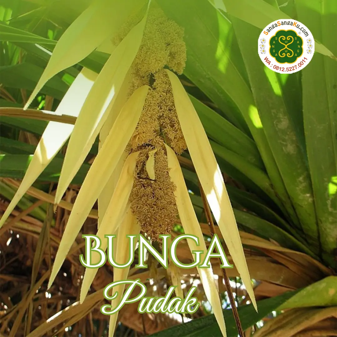 Mengenal Bunga Pudak: Herbal Langka Penyempurna Minyak Sanga Sanga ...